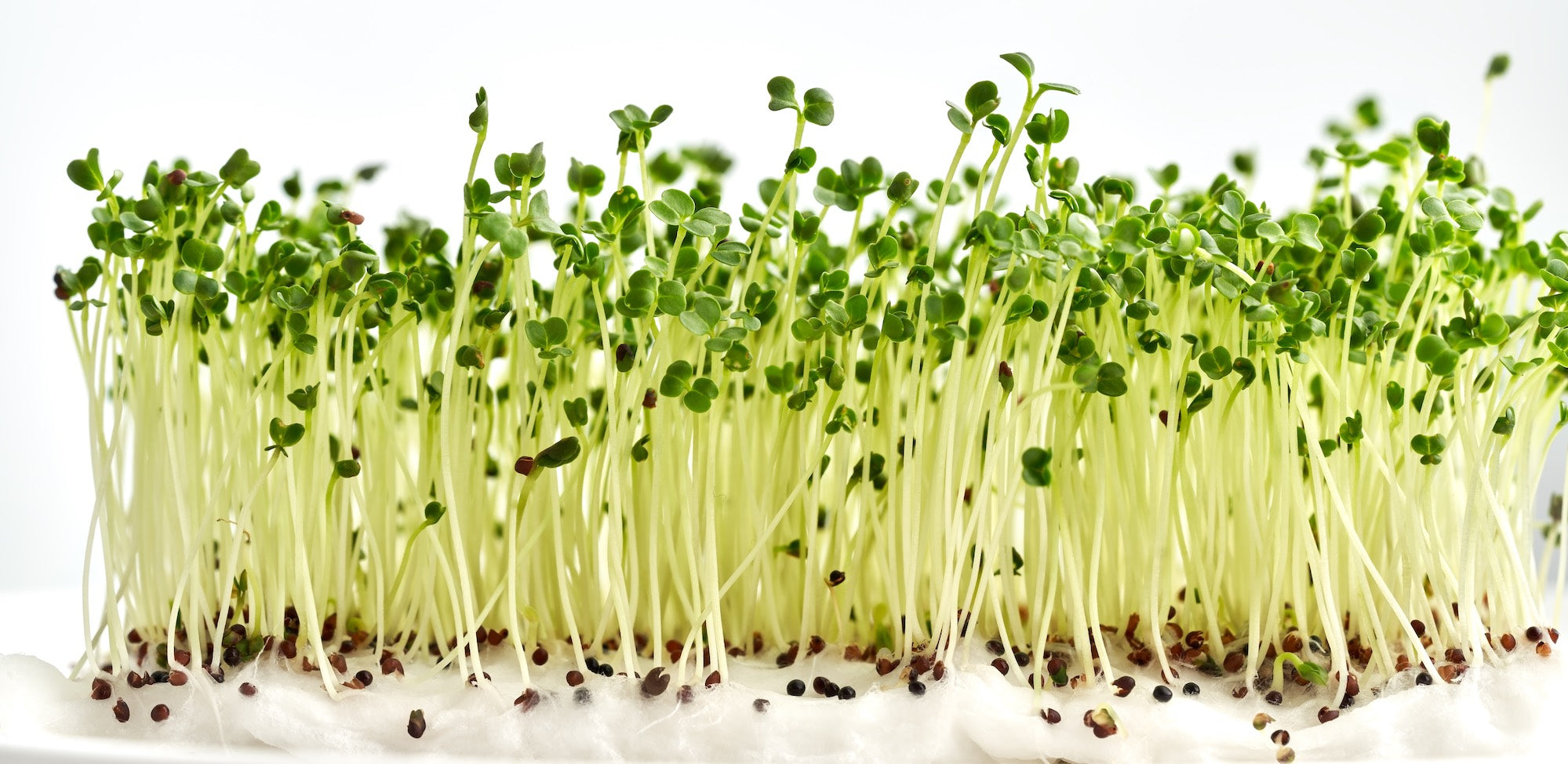 Shoots – FARMZER0