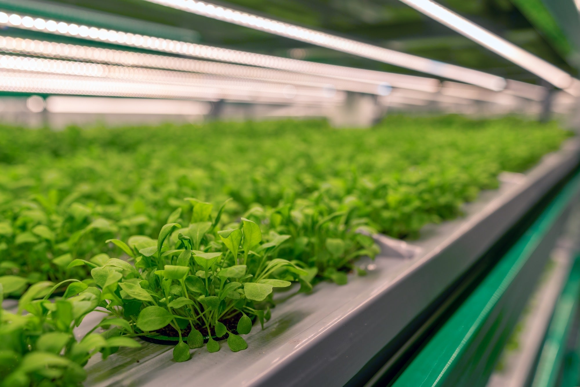 Microgreens – FARMZER0